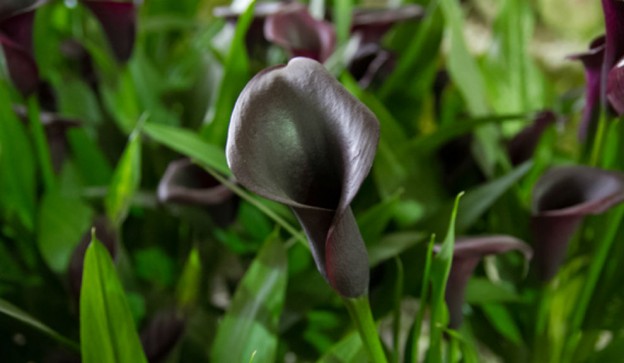 Cala Negra | Supercampo