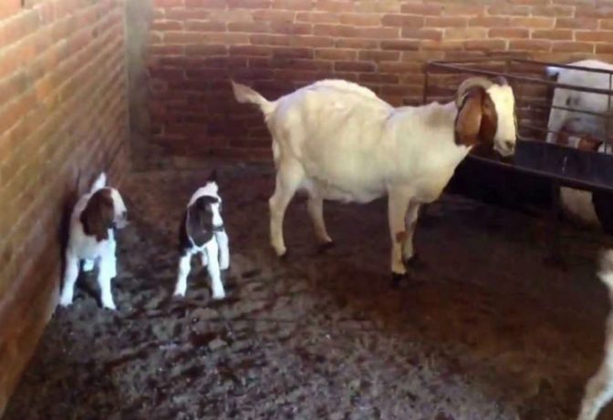 cabras boer_7 | Supercampo