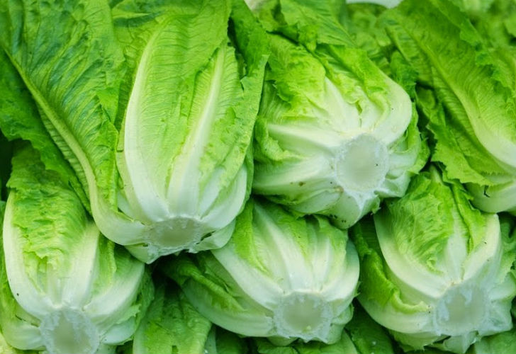 Cómo cultivar lechuga todo el año | Supercampo