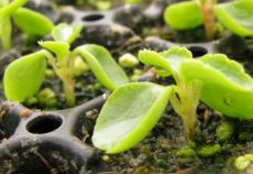 ¿Cómo se hace un almácigo? | Supercampo