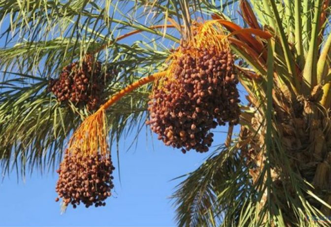 datiles planta | Supercampo