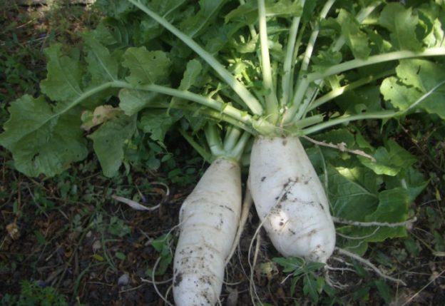 nabo_planta | Supercampo