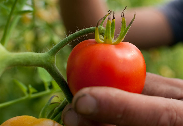 5 pasos para obtener semillas de tomate | Supercampo