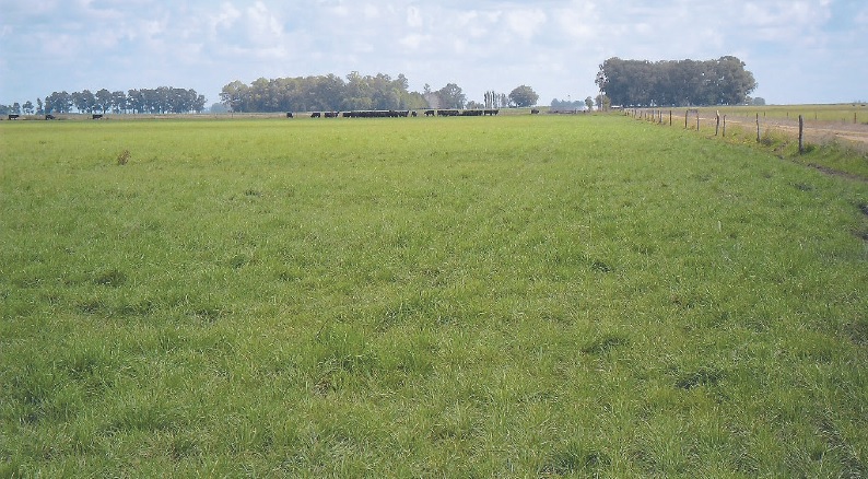 Cómo preparar el lote para pasturas | Supercampo