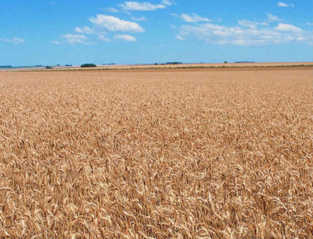 Año clave para la siembra de trigo | Supercampo