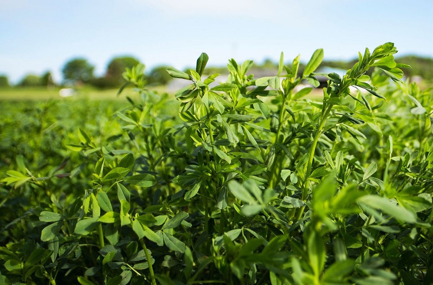 Alfalfa: Nueva variedad más flexible | Supercampo