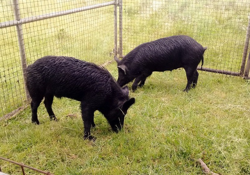 Cerdo criollo costero con atributos esenciales | Supercampo