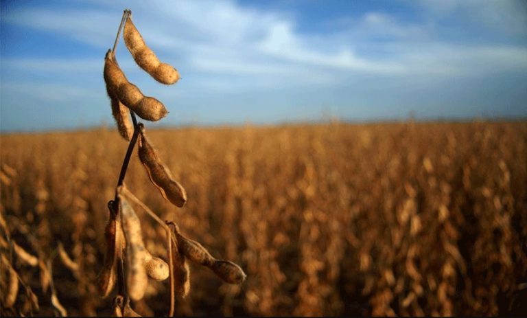 Por la sequía se cosechará menos soja | Supercampo
