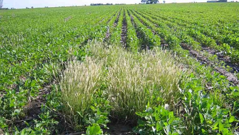 Web para controlar mejor a las malezas | Supercampo
