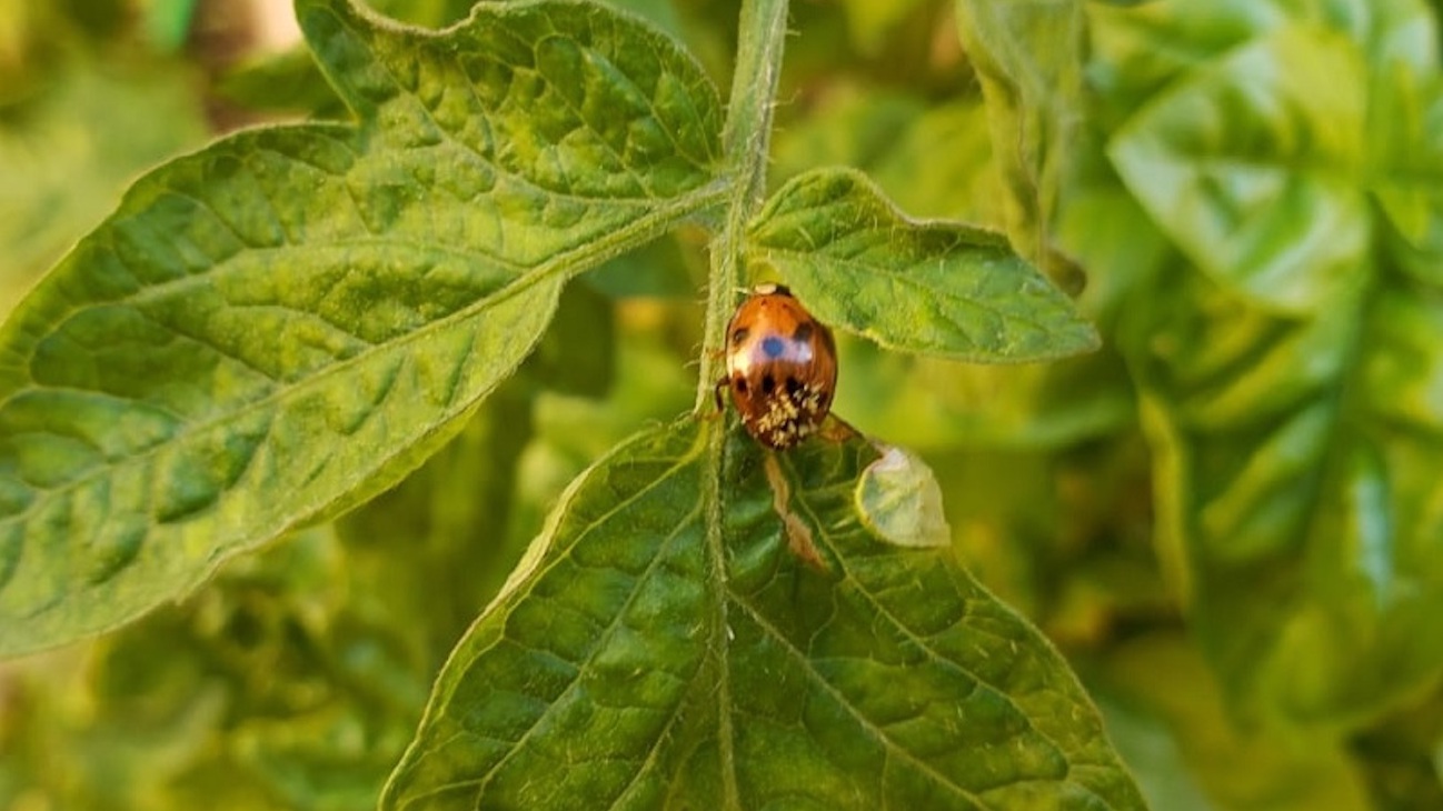 Insectos aliados en la huerta | Supercampo